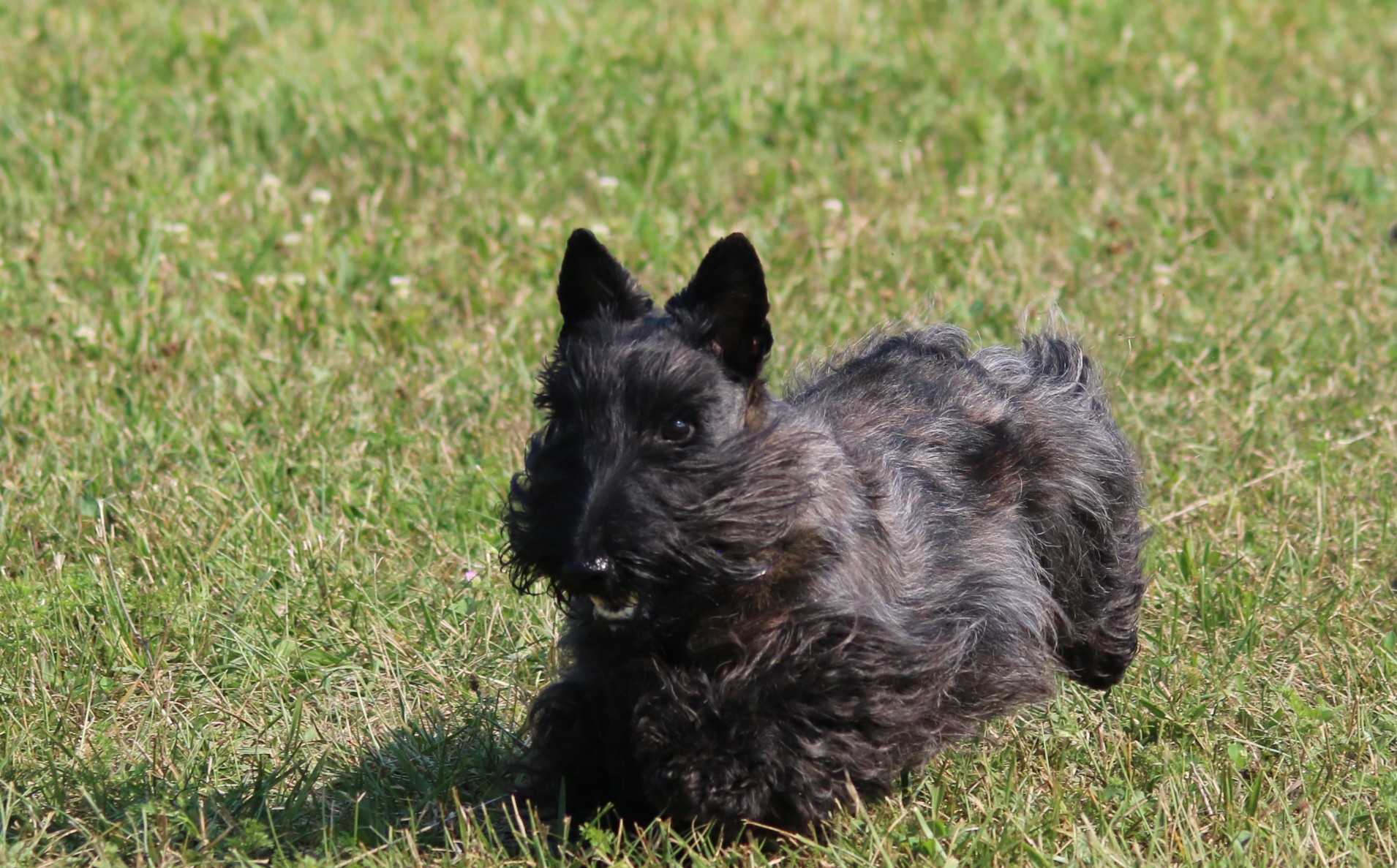Celebrating Our Dogs – Scottish Terrier Club of Greater Dayton